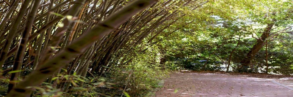 Bamboo Removal in Redmoor
